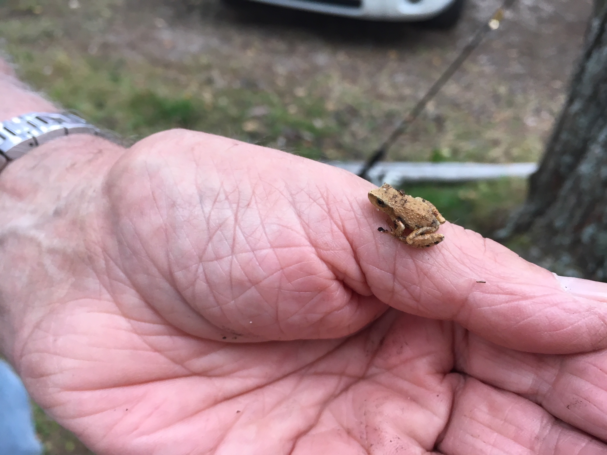Spring Peeper 1 – frsnaturalist